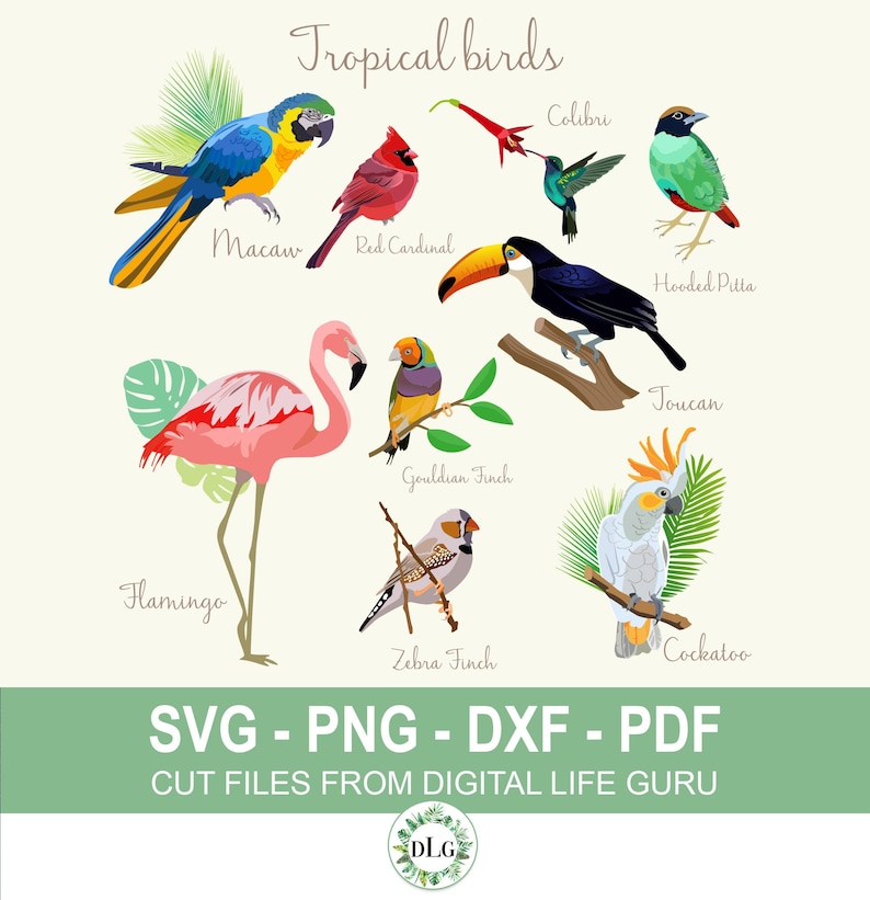 Tropical Birds SVG DXF and PDF Downloadable File's / Buy - Etsy