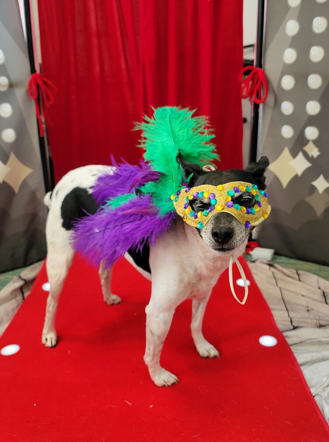 Mardi Gras Pet Masks Mardi Gras Dog Mask Fat Tuesday Dog - Etsy