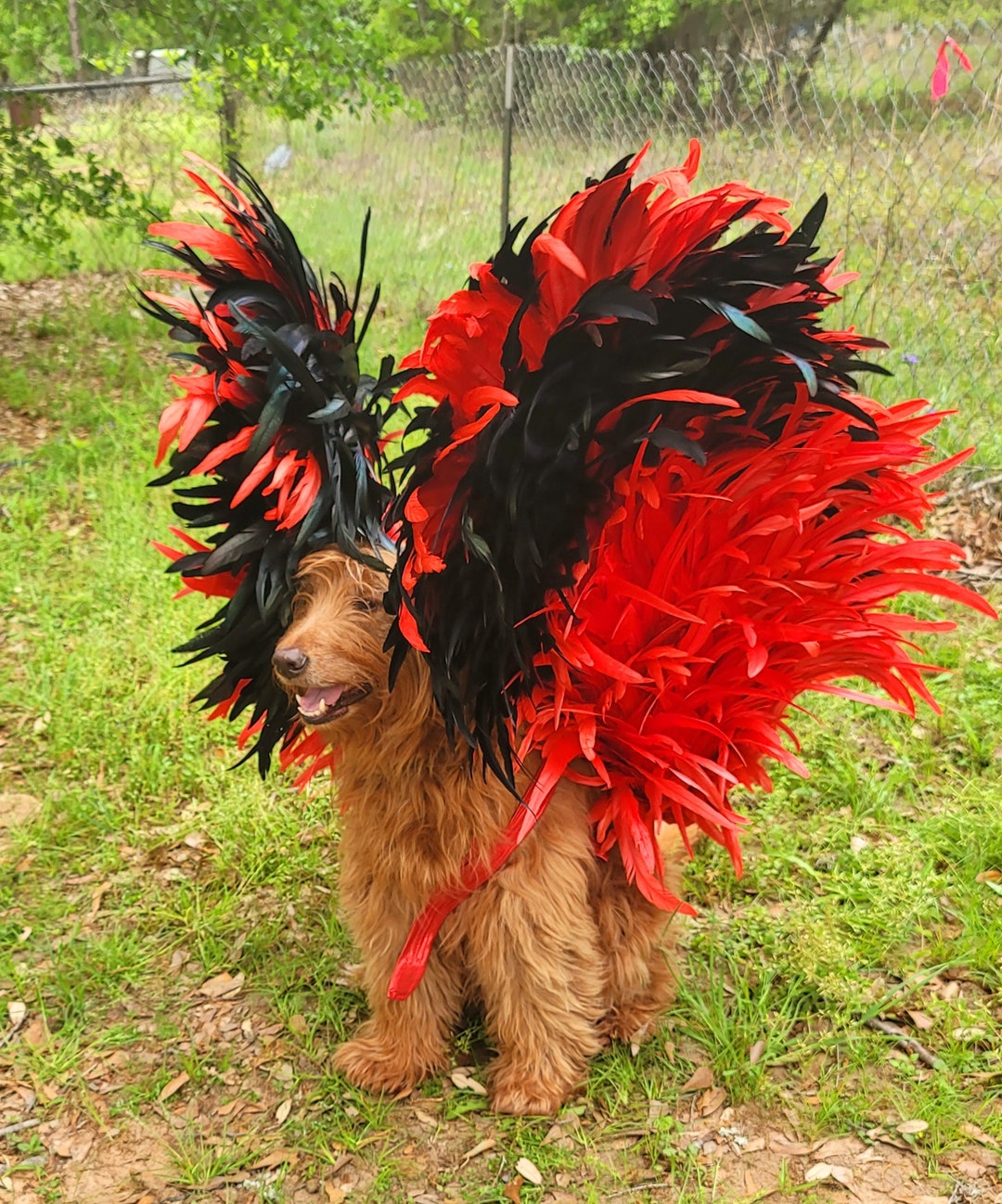 Pet Feather Wings, Dog Feather Wings, Devil Pet Wings, Angel Pet Wings ...