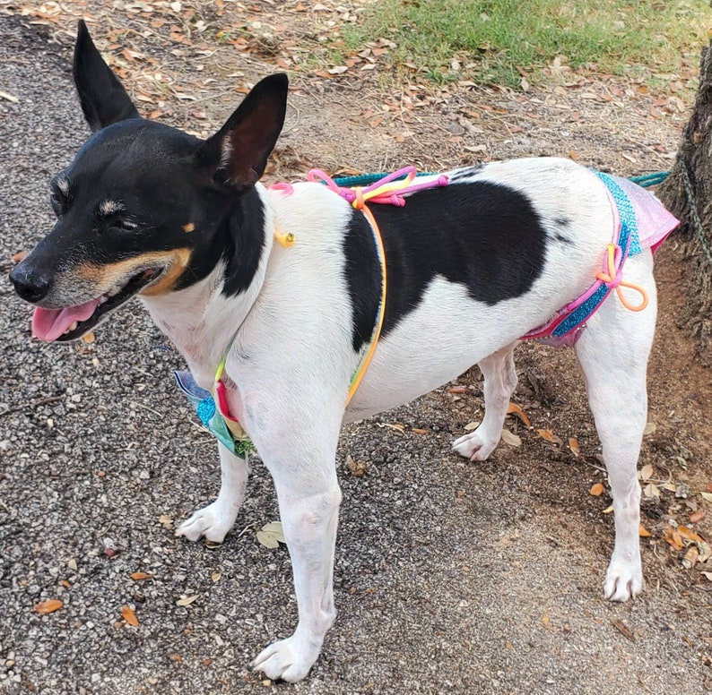 Bedazzled Pet Bathing Suit Pet string bikini dog bathing | Etsy