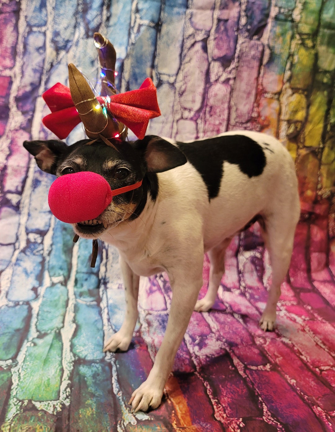 Max the Grinch Pet Antlers, Max the Grinch That Stole Christmas Dog ...