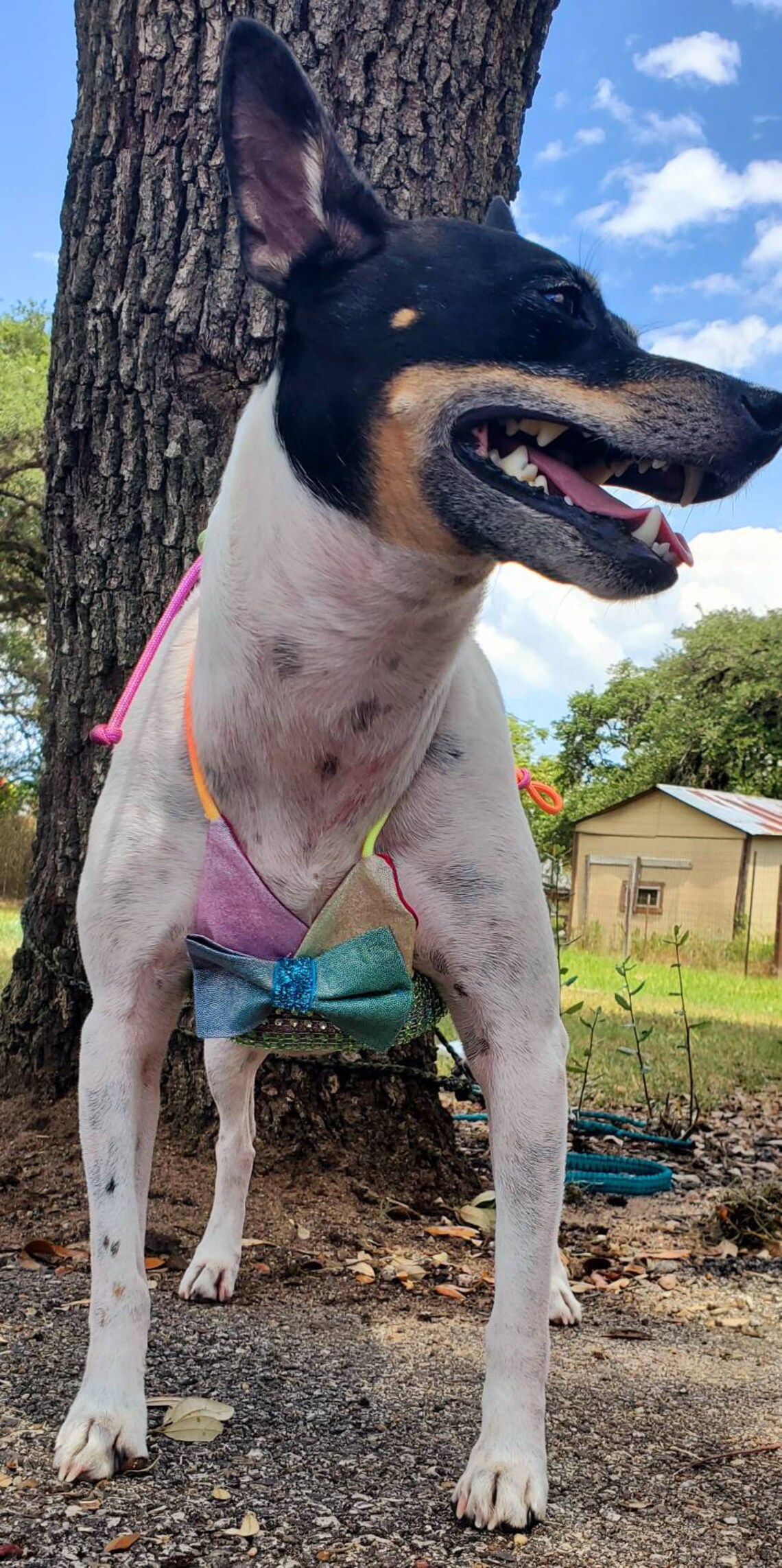 Bedazzled Pet Bathing Suit Pet string bikini dog bathing | Etsy