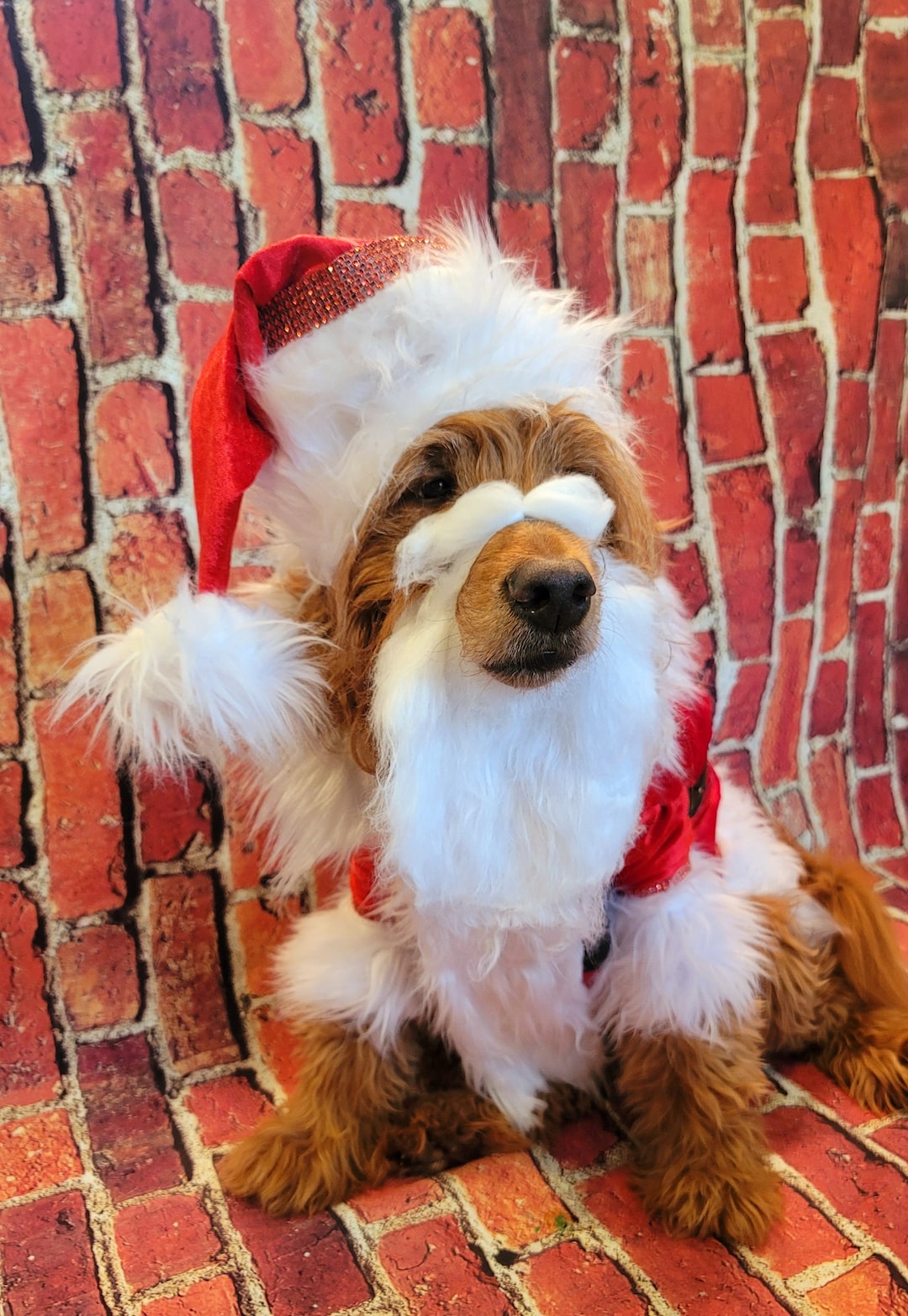Pet Santa Shirt and Hat, Santa Dog Shirt Hat, Santa Pet Costume, Santa ...