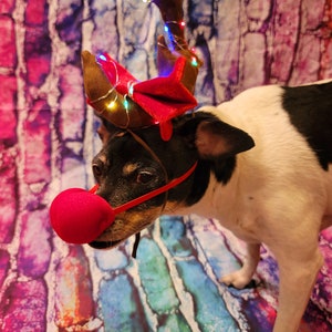 Max the Grinch Pet Antlers, Max the Grinch That Stole Christmas Dog ...