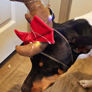 Max the Grinch Pet Antlers, Max the Grinch That Stole Christmas Dog ...