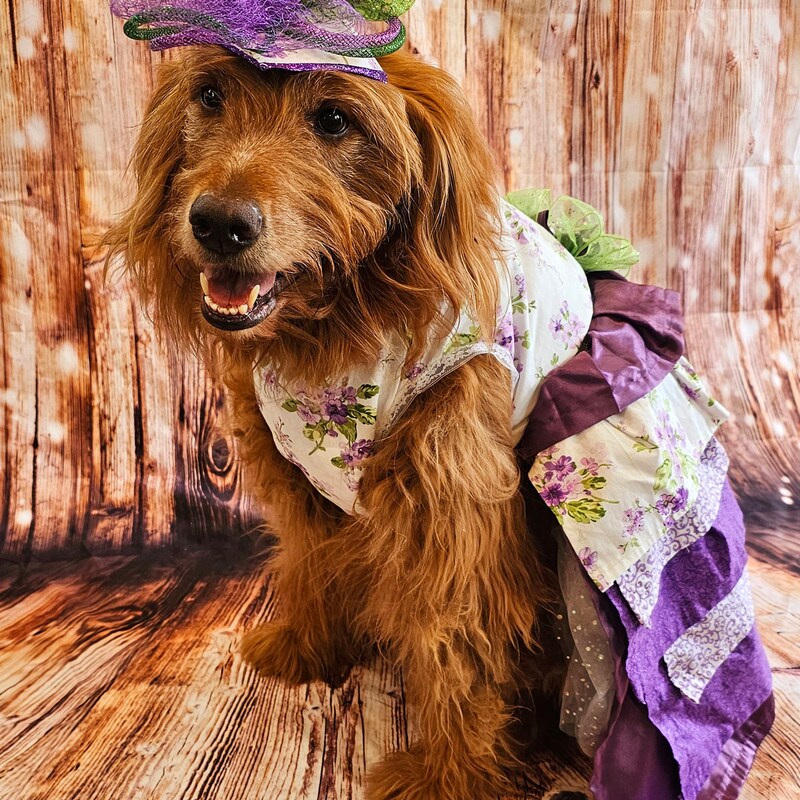 Couture Dog Dress - Etsy