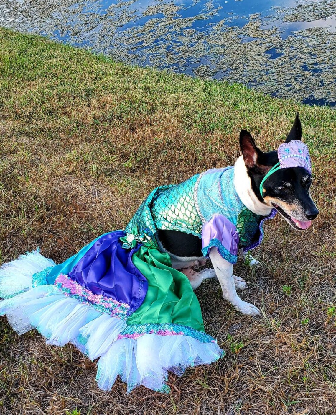 Mermaid Pet Costume Pet Mermaid Costume Little Mermaid Pet - Etsy