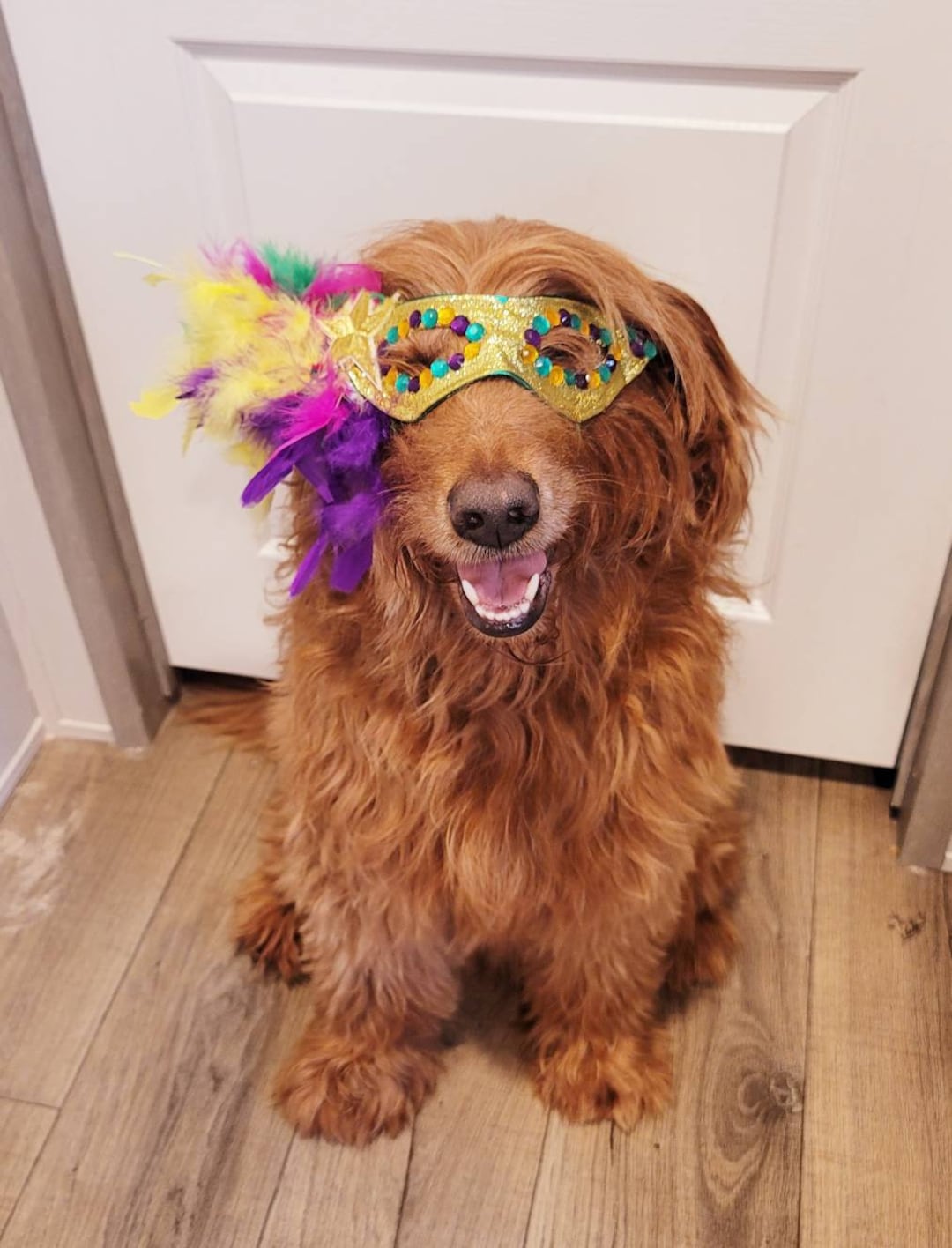 Mardi Gras Pet Masks Mardi Gras Dog Mask Fat Tuesday Dog - Etsy