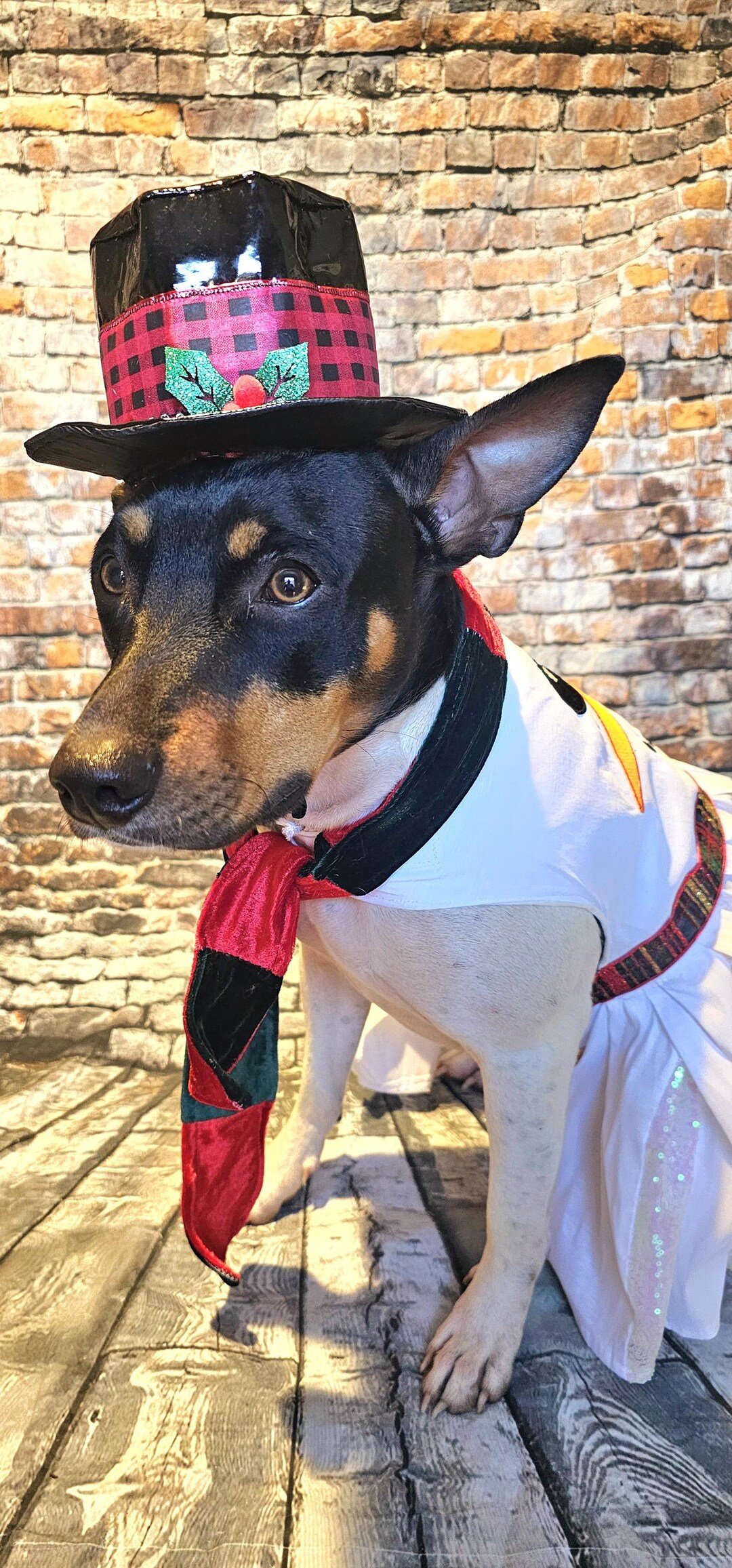 Snowman Pet Costume, Frosty the Snowman Pet Costume, Snowman Dog ...