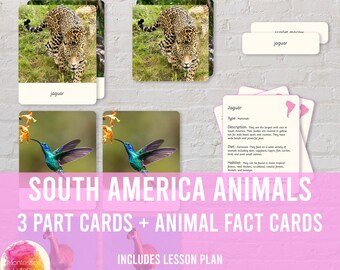 AFRICA ANIMALS Three Part Cards Lesson Plan Animal Facts | Etsy