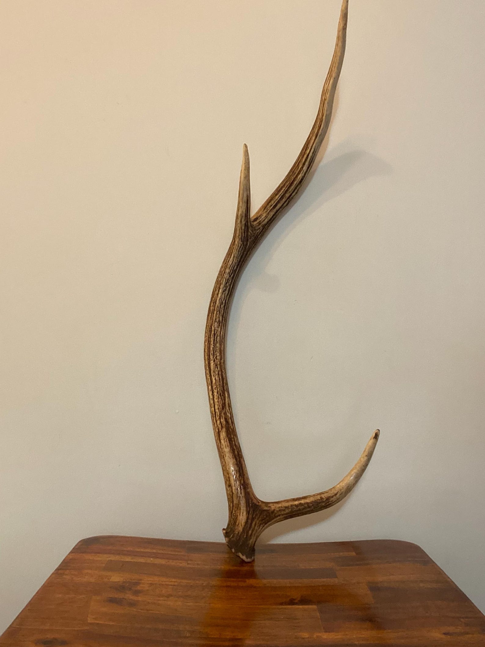 Beautiful Axis Shed Antler From Maui - Etsy