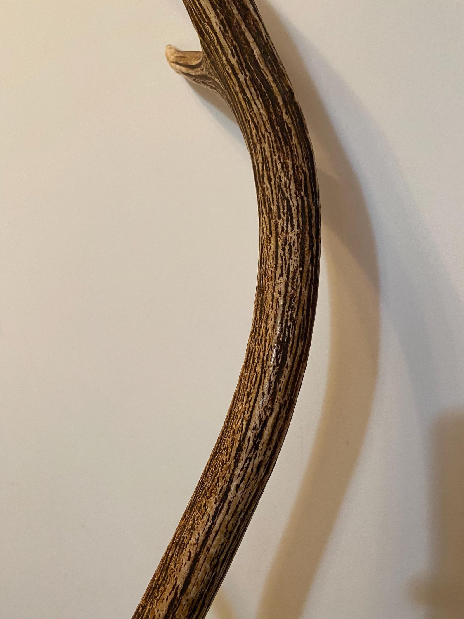Beautiful Axis Shed Antler From Maui - Etsy