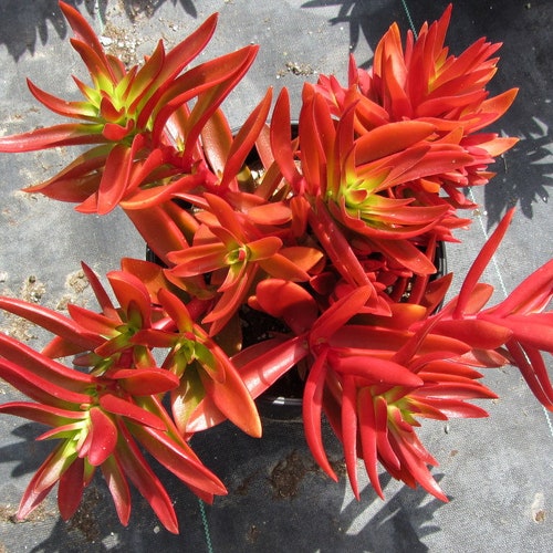 Crassula Capitella Campfire Succulent 1 Rooted Cutting 2 - Etsy
