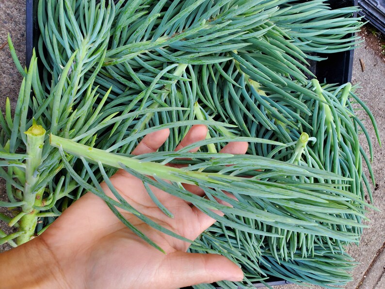 Blue Chalk Sticks Cuttings | Etsy