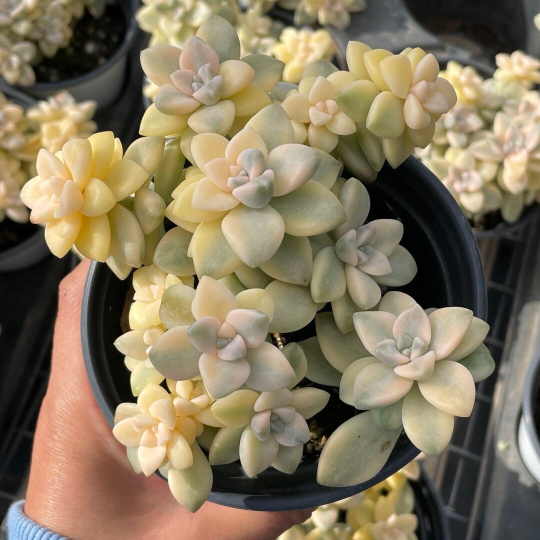 Imported Graptoveria Titubans Variegated - Etsy
