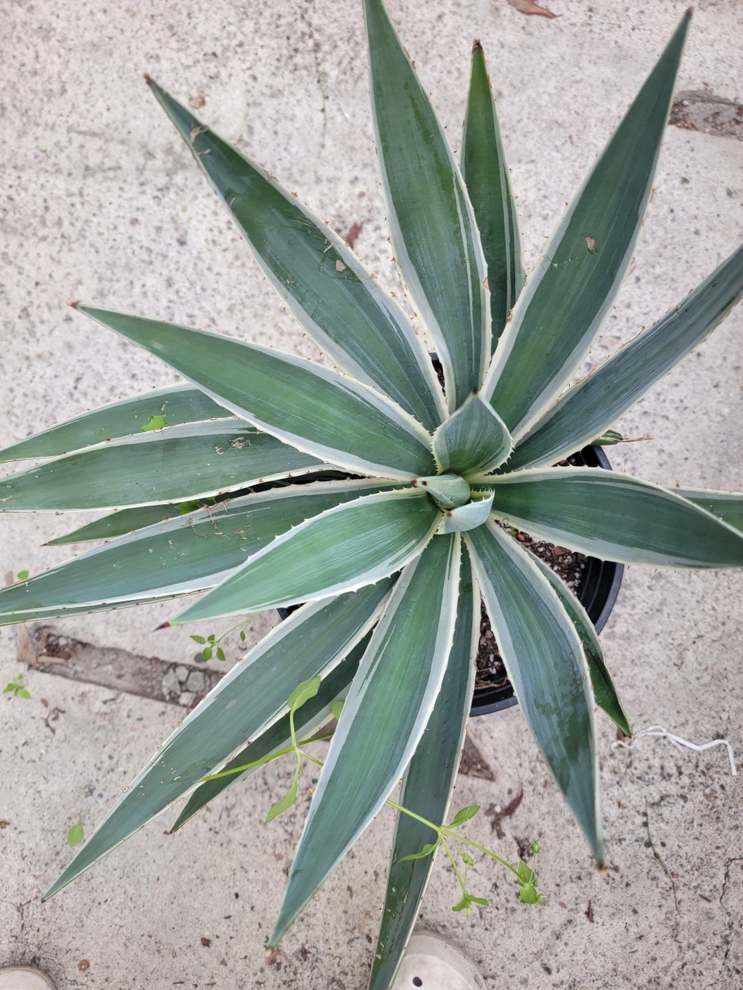 Variegated Agave - Etsy