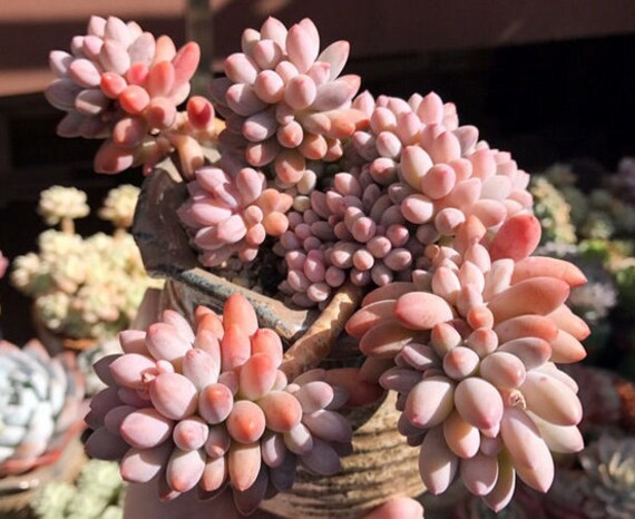 Imported Baby Finger Succulent - Etsy