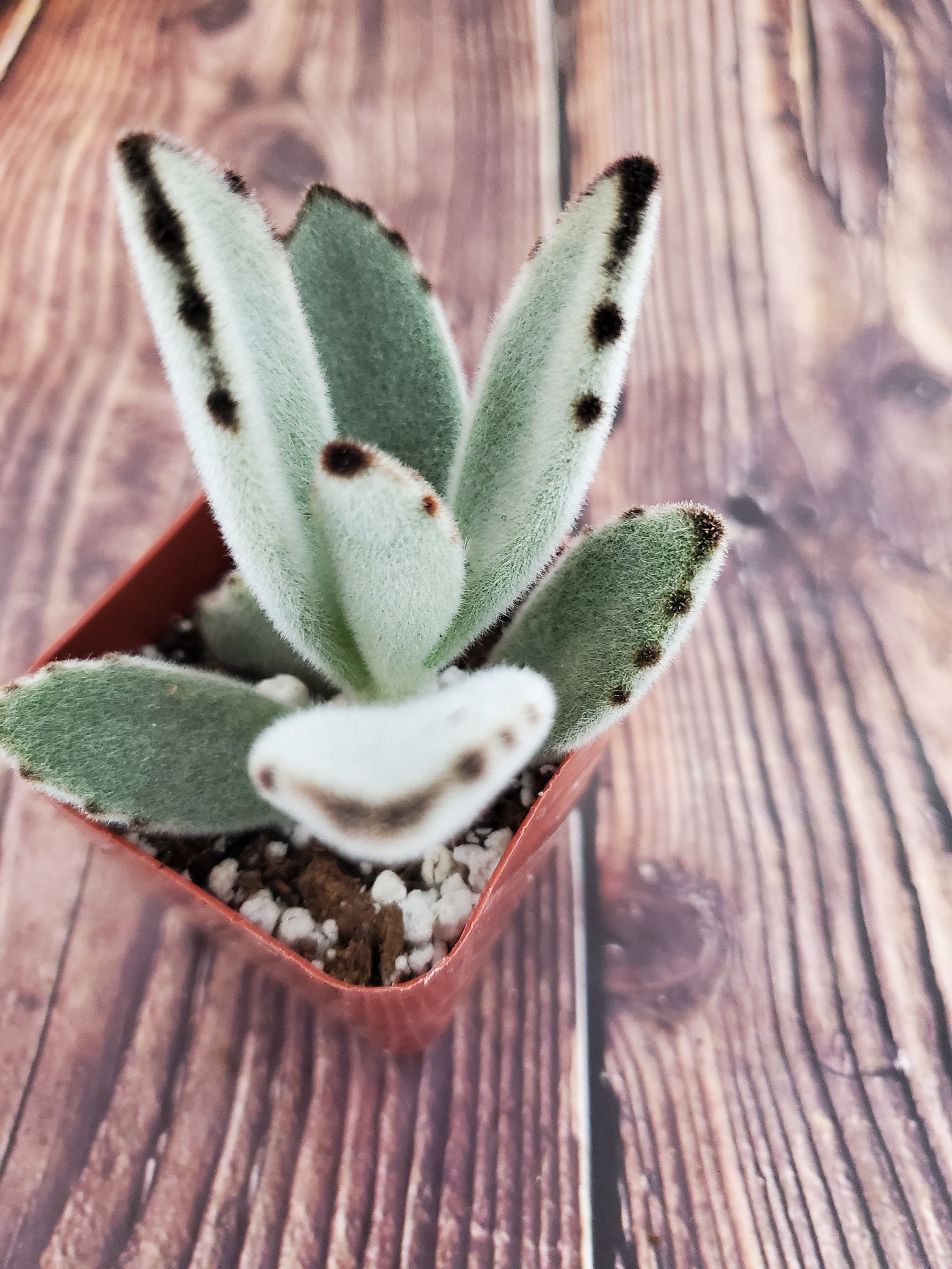 Kalanchoe Tomentosa Panda Plant succulent Donkey Ears | Etsy