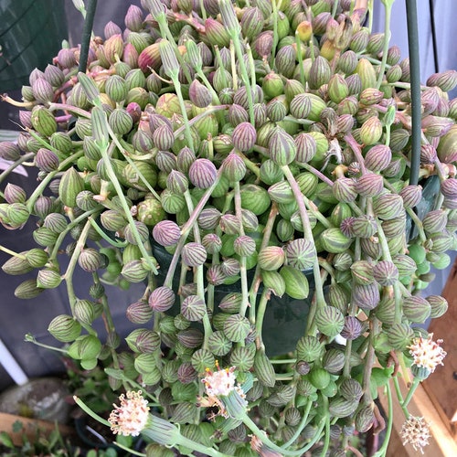 String of Watermelon Succulent Plants - Etsy