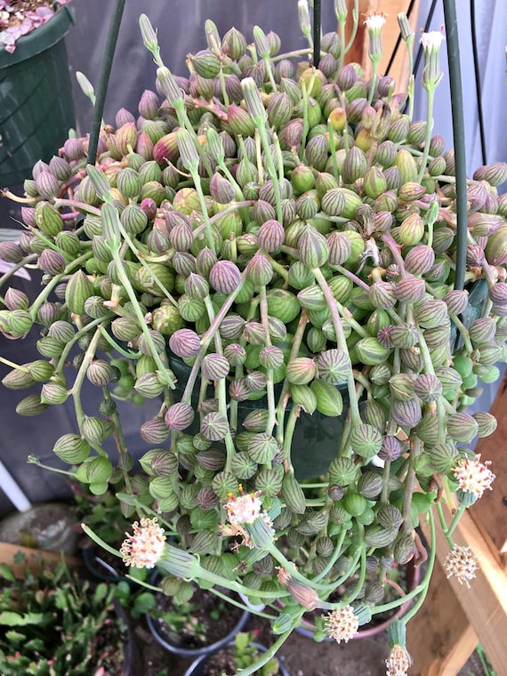 String of Watermelon Starter - Etsy