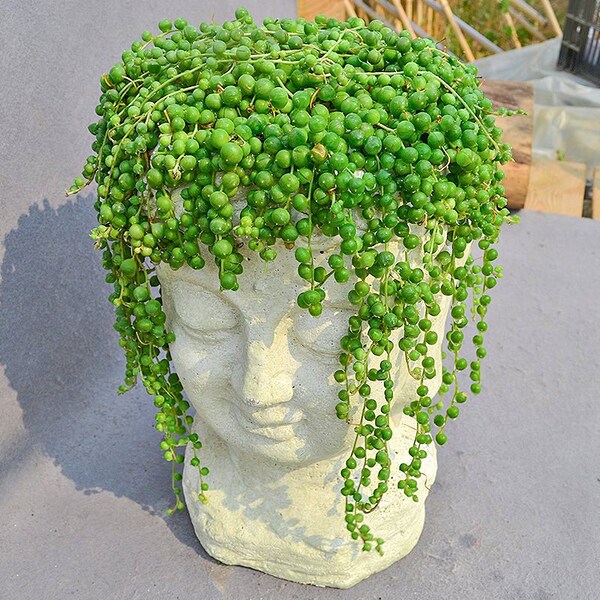 String of Pearls - Etsy