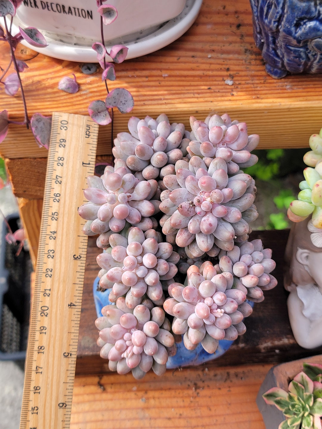 Imported Baby Finger Succulent - Etsy