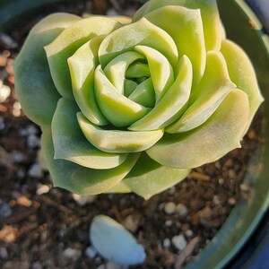 Lovely Rose Succulent - Etsy