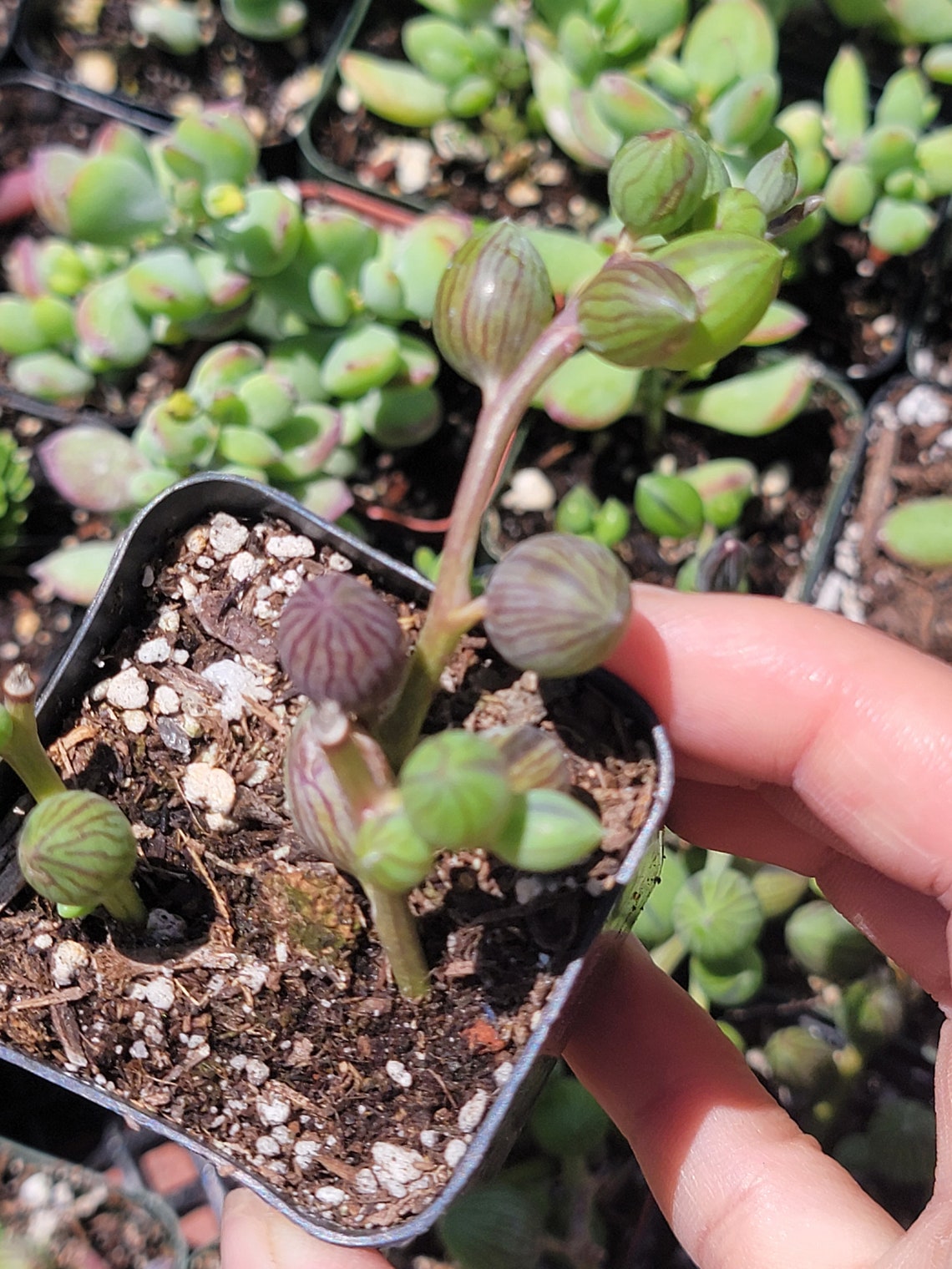 String of Watermelon Starter - Etsy