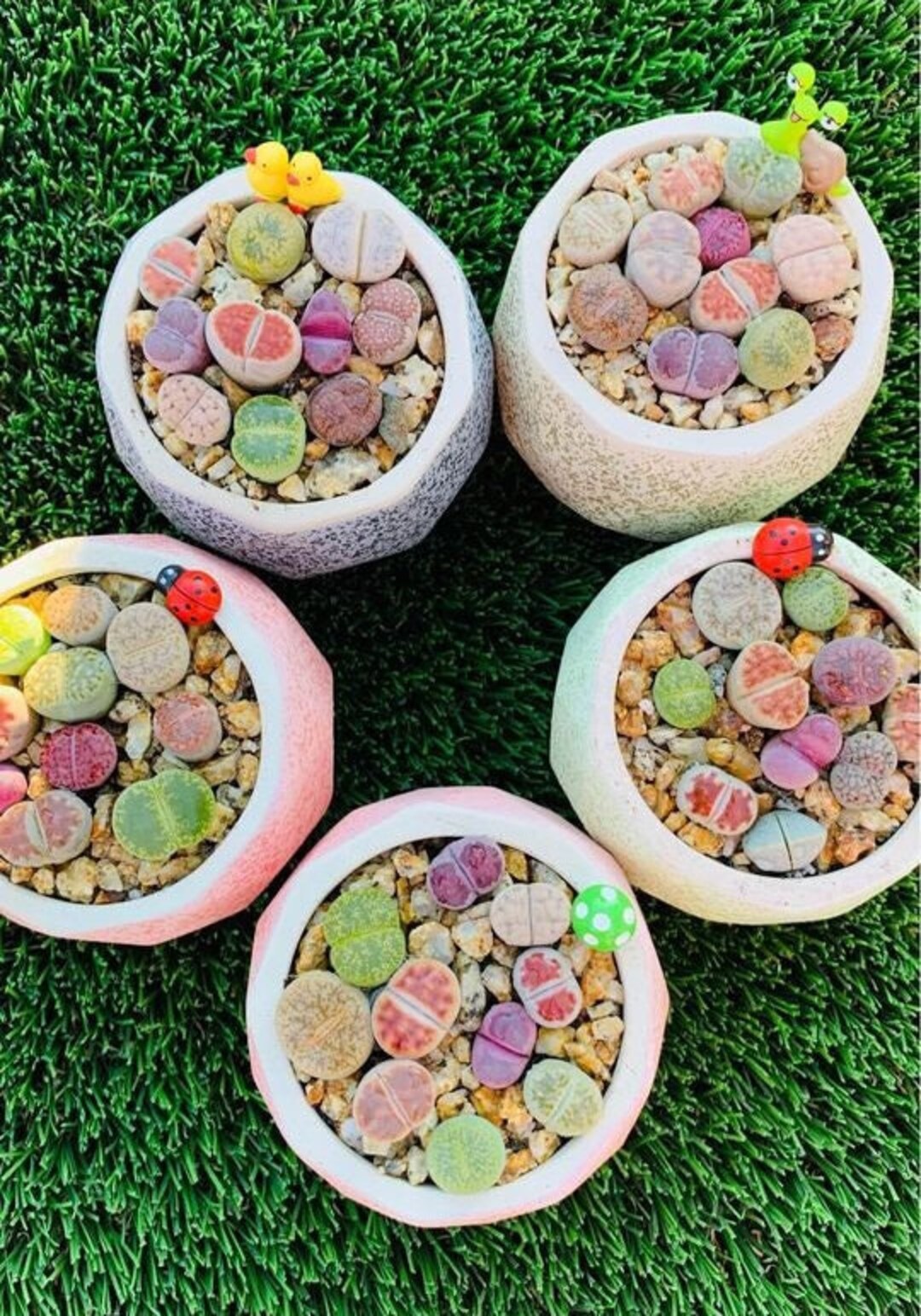 5 PCS Imported Lithops Living Stone Succulent Plants - Etsy