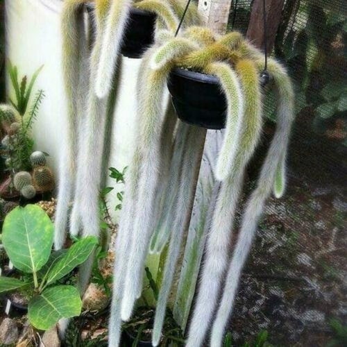 Hildewintera Colademononis Monkey Tail Cactus Seeds Super - Etsy
