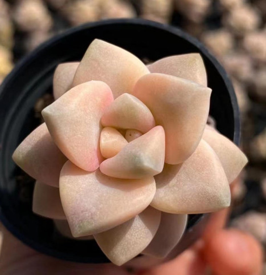 Imported Echeveria Sp Titubans Variegata Succulent - Etsy