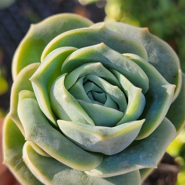 Rose Succulent - Etsy