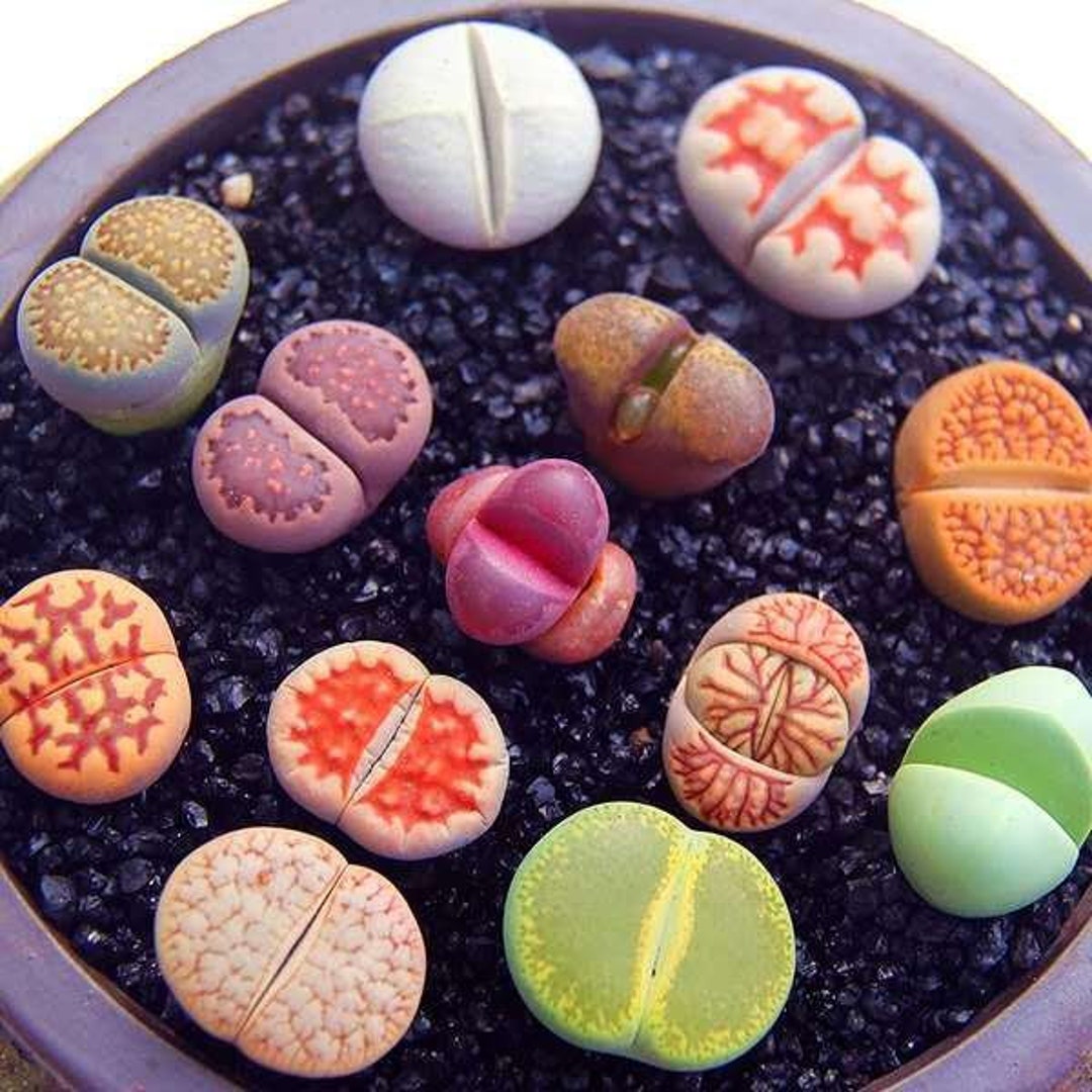 5 PCS Imported Lithops Living Stone Succulent Plants - Etsy