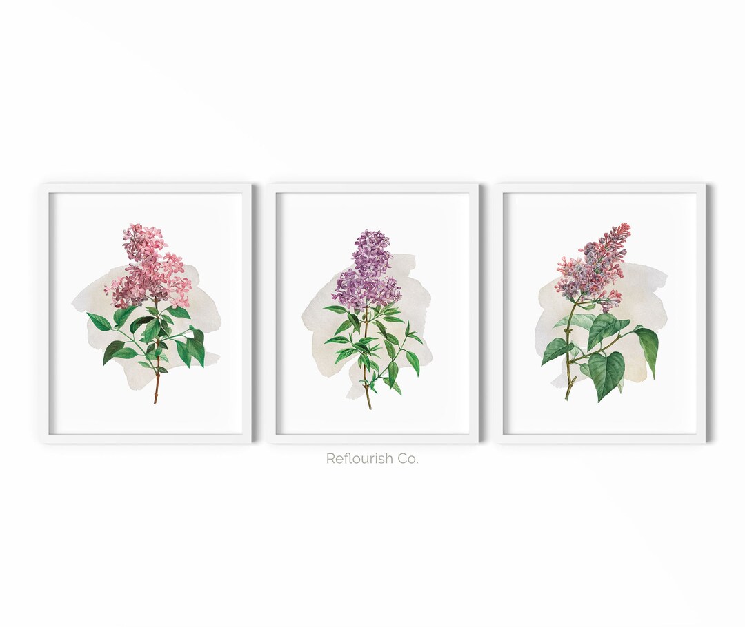 Set of Three Lilac Printables Vintage Botanical Prints - Etsy