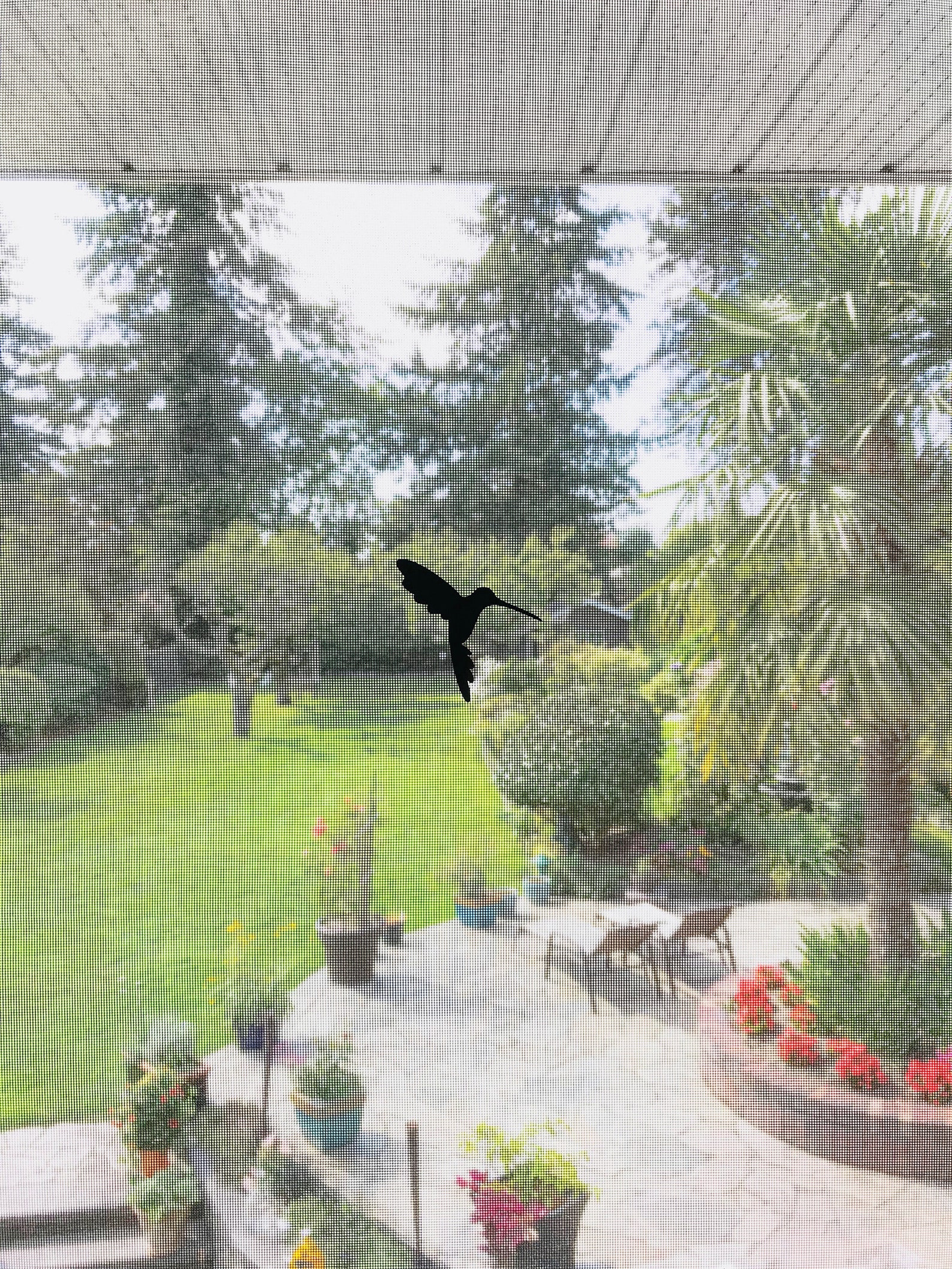 Retractable Screen Door Decals - 5 per Pack - Prevent Collisions Into ...