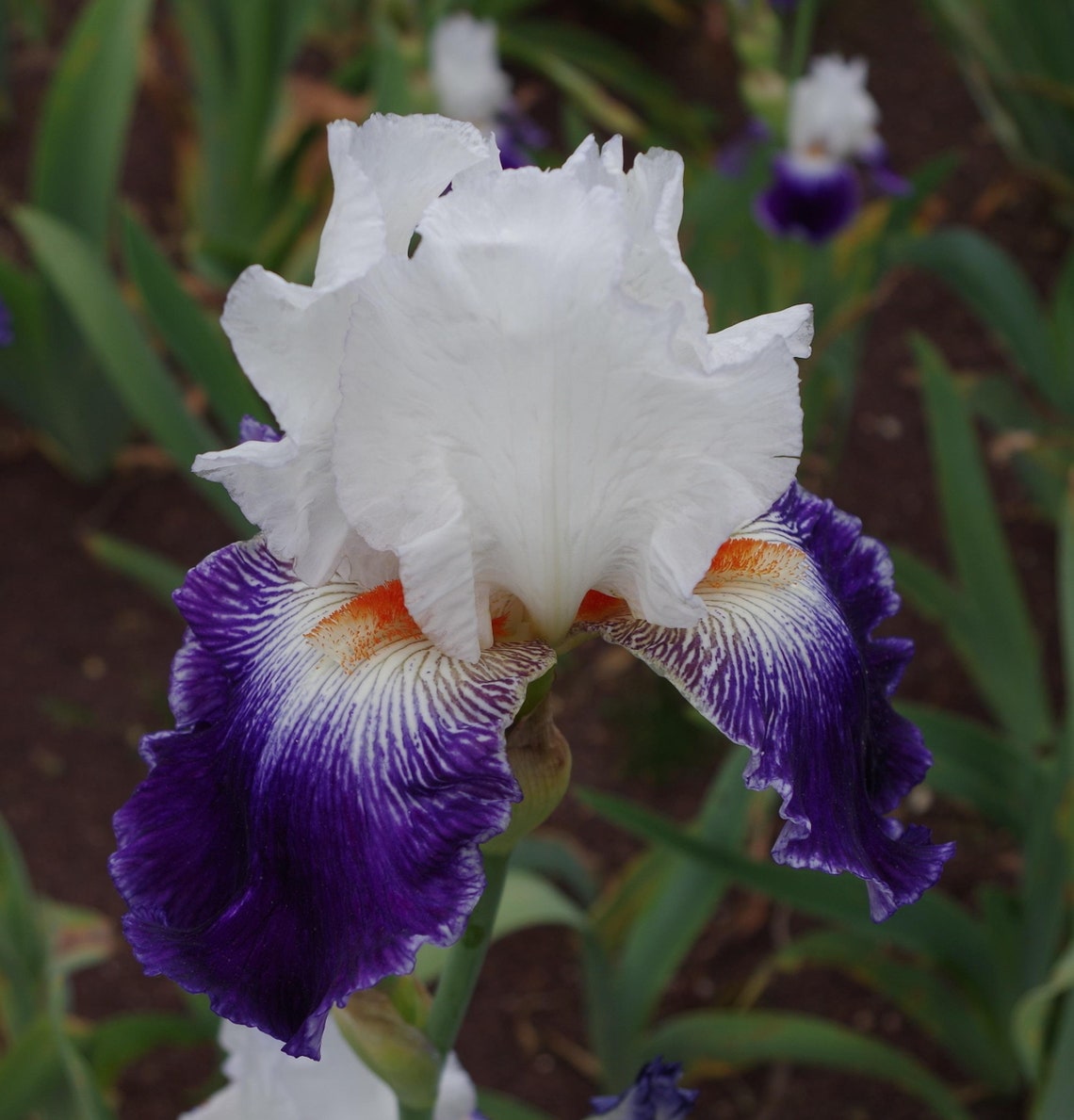 Iris Germanica Exotic 'just the Ticket' Tall Bearded - Etsy