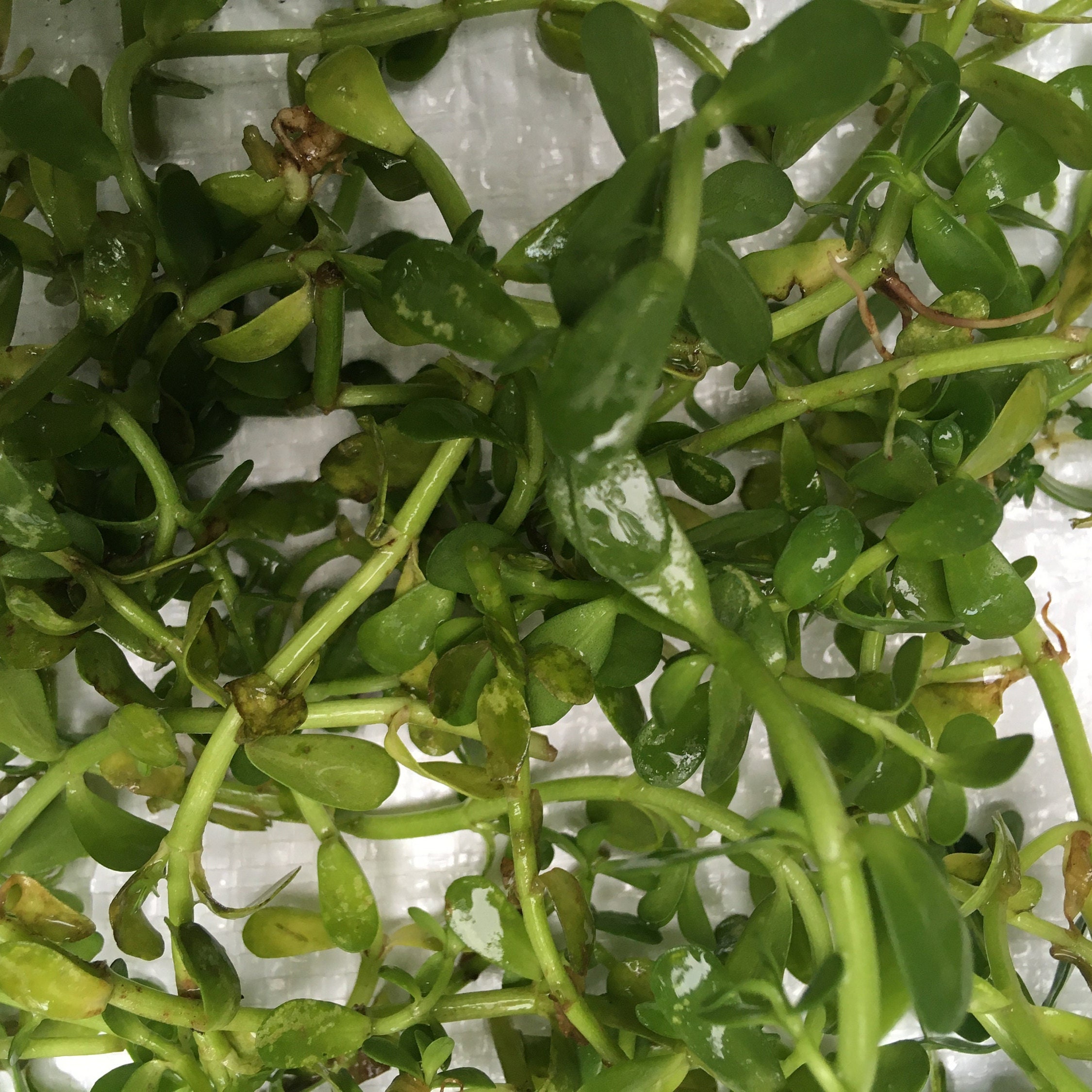 Bacopa Monnieri Organic Brahmi Whole Himalayan Brahmi Herb Waterhyssop ...