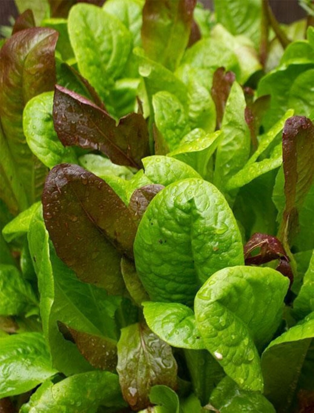 Heirloom Gourmet Lettuce Mix - Grown in USA - One Gram Healthy ! Tasty ...