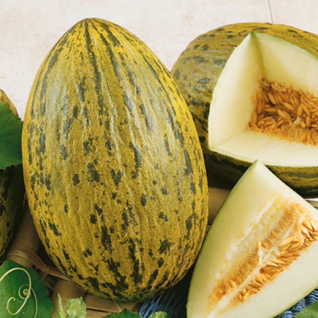 10 Piel De Sapo Melon Seeds - Grown/harvested in USA - Sweet/juicy ...