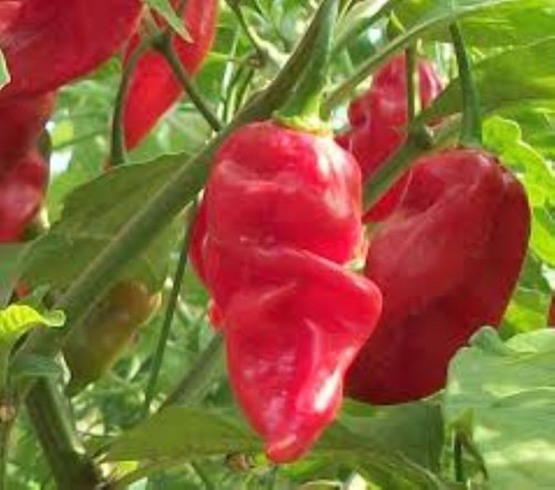 10 Carolina Reaper Hot Pepper Seeds - Grown in USA ! 2024 ! Super Hot ...