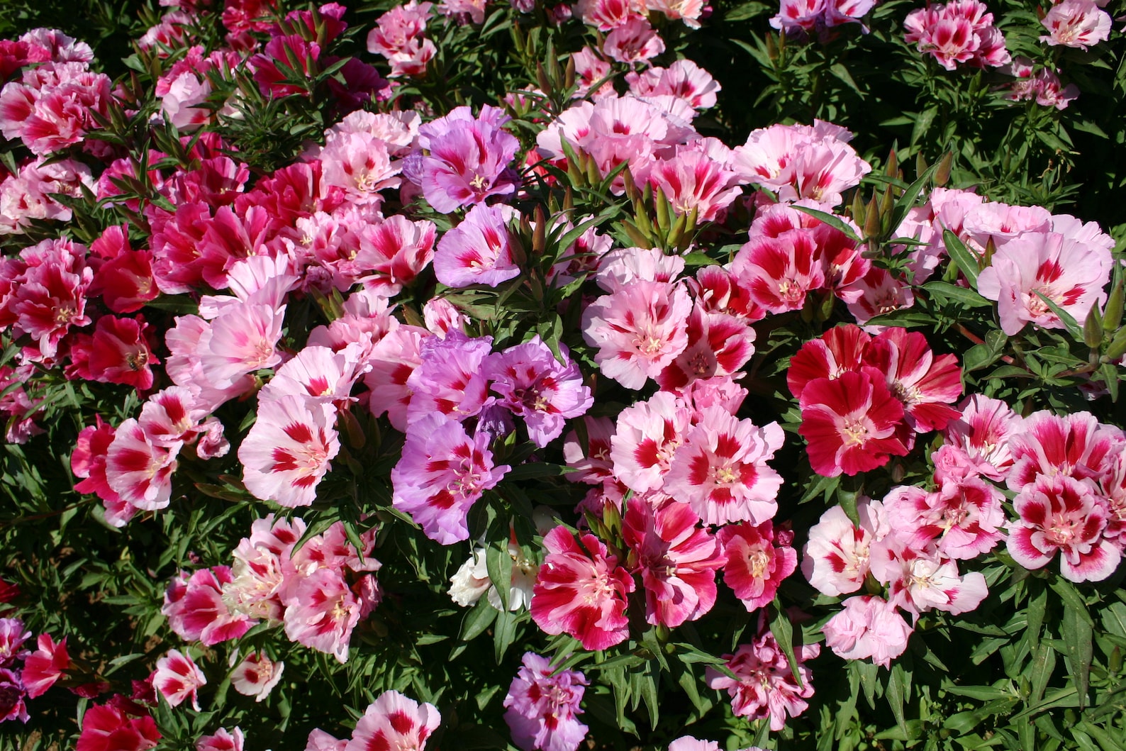 Godetia - Double Azalea Mix - Premium Flower Seed - Beautiful ! Grown ...