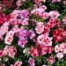 Godetia - Double Azalea Mix - Premium Flower Seed - Beautiful ! Grown ...