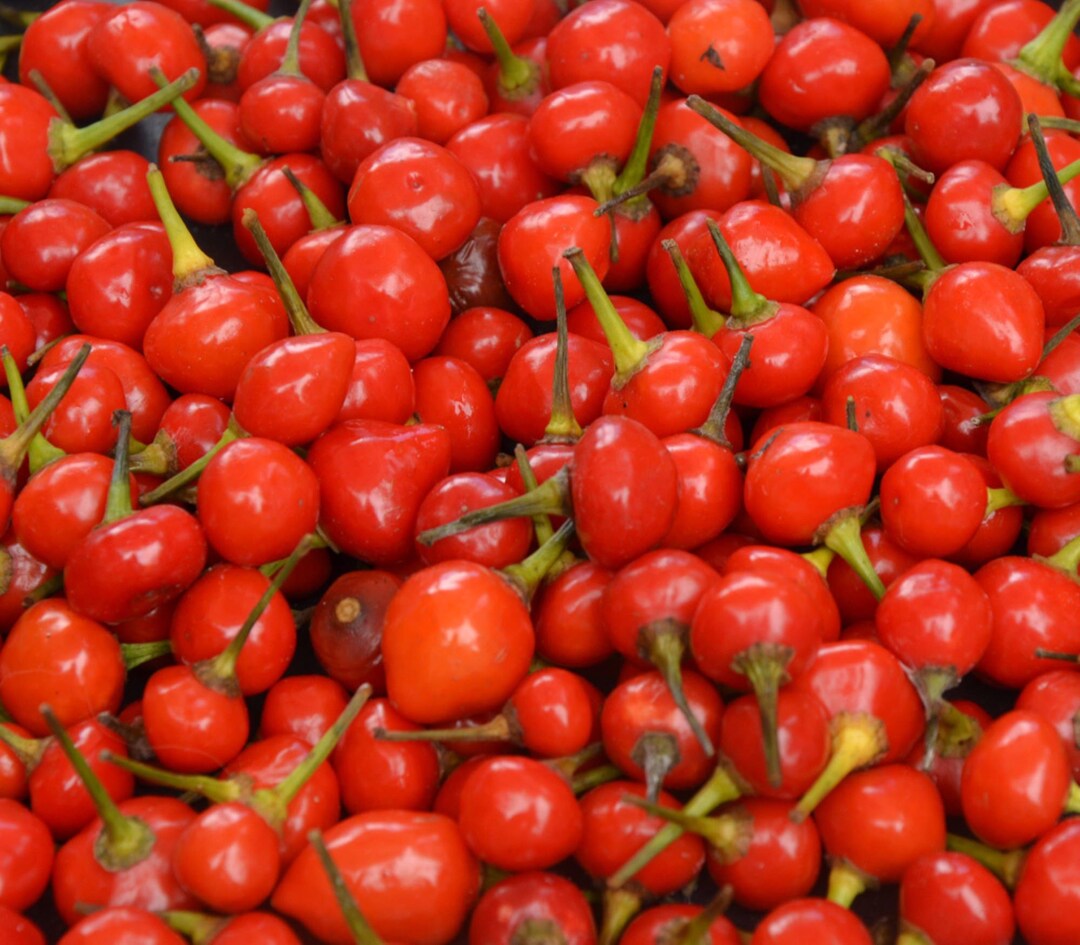 10 Guyanese Wiri Wiri Pepper Seeds - Grown/harvested in USA - Spicy Hot ...