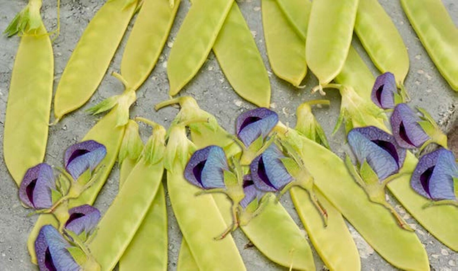 25 Organic Golden Sweet Pole Pea Seeds Free Ship - Etsy