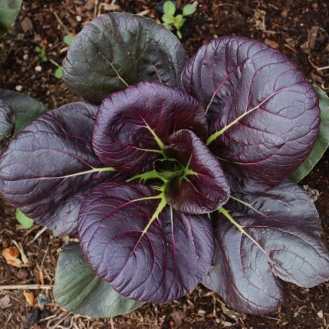 Asian Red Tatsoi Cabbage Seeds - Fresh/tasty Greens USA !! Specialty ...