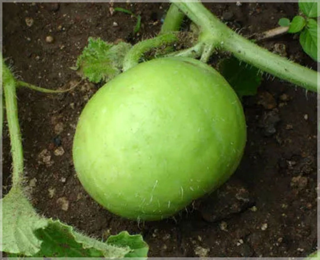 10 Heirloom Tinda Gourd Seeds - Asian ! Unique ! Specialty ! Indian ...