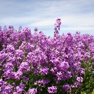 Dame's Rocket - Violet - Premium Flower Seeds - Beautiful ! Grown ...