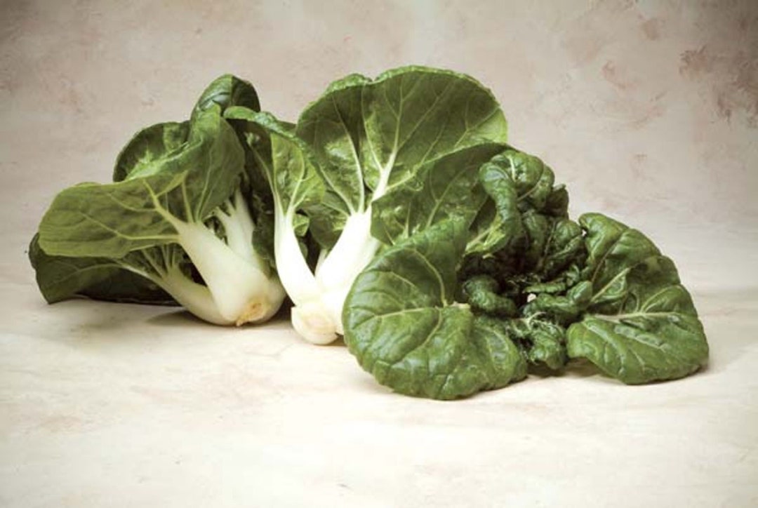 Toy Choy Cabbage Seeds - Asian Cabbage ! Pak Choi ! Miniature ! Fresh ...