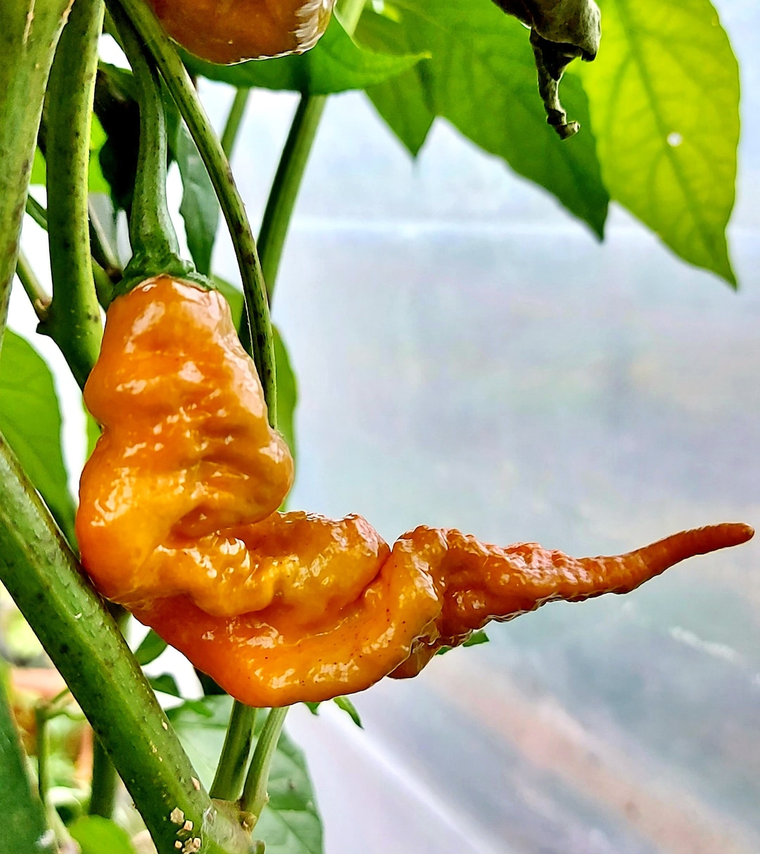 10 Premium Golden Primotalii Pepper Seeds - Hot ! Spicy ! Atomic ! - Etsy
