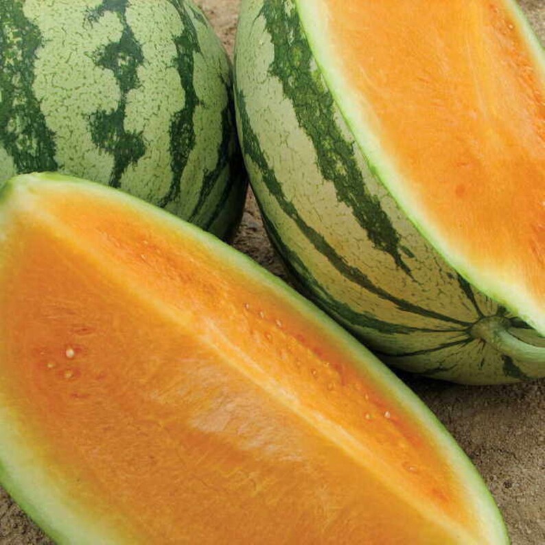 10 Heirloom Tendersweet Orange watermelon seeds Free ship | Etsy